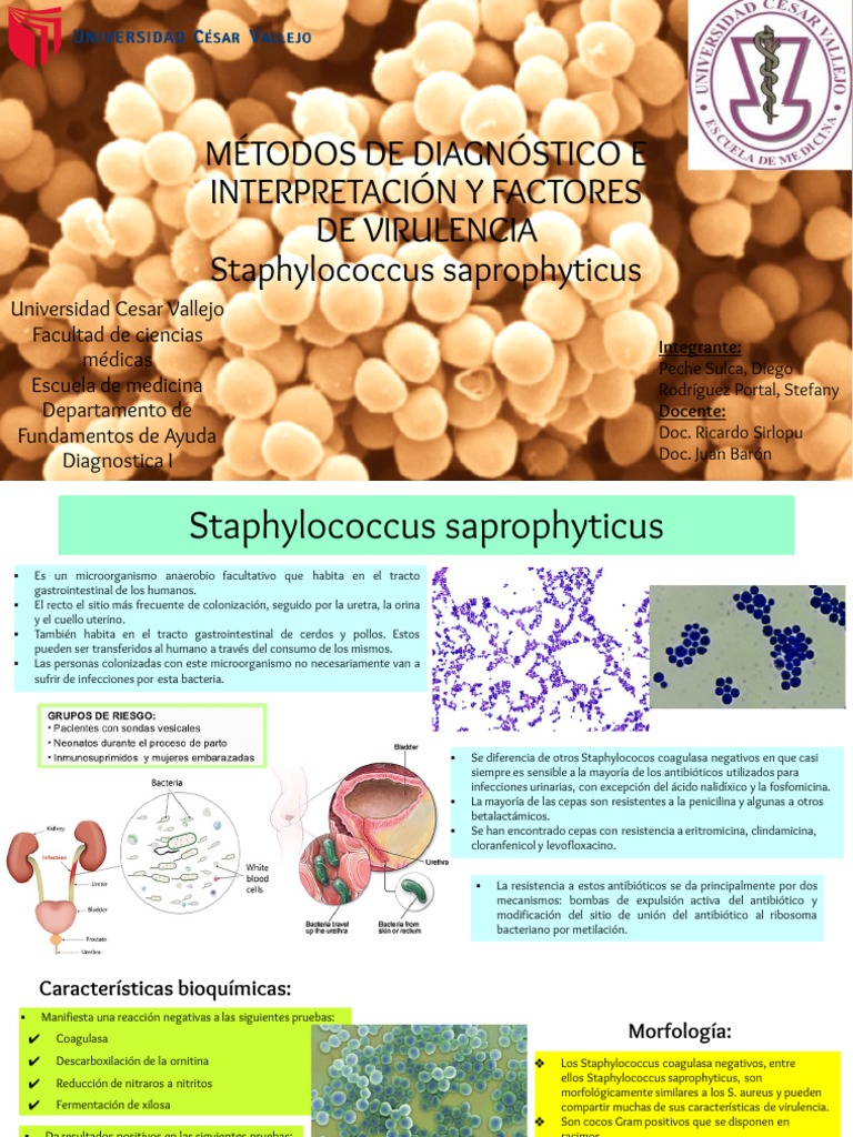 Staphylococcus Saprophyticus | PDF | Estafilococo | Las bacterias