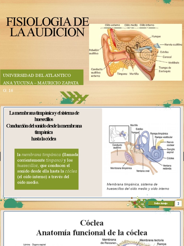 Fisiologia de La Audicion | PDF | Oído | Cabeza y cuello humanos