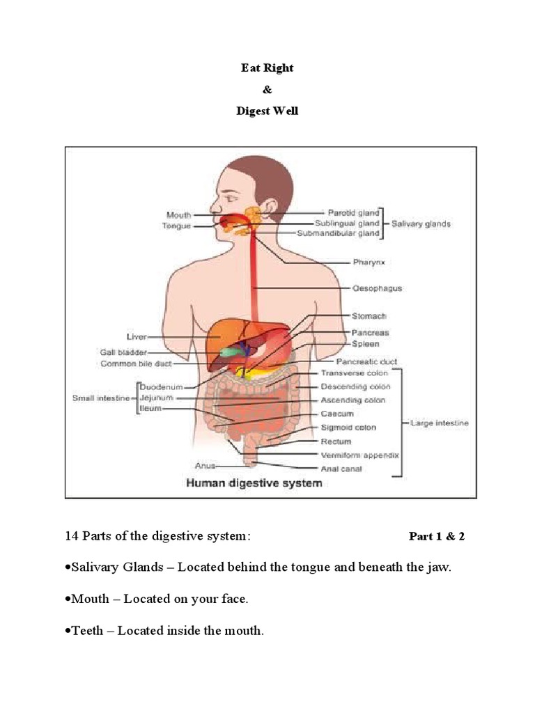 Eat Right & Digest Well | PDF | Digestion | Human Digestive System