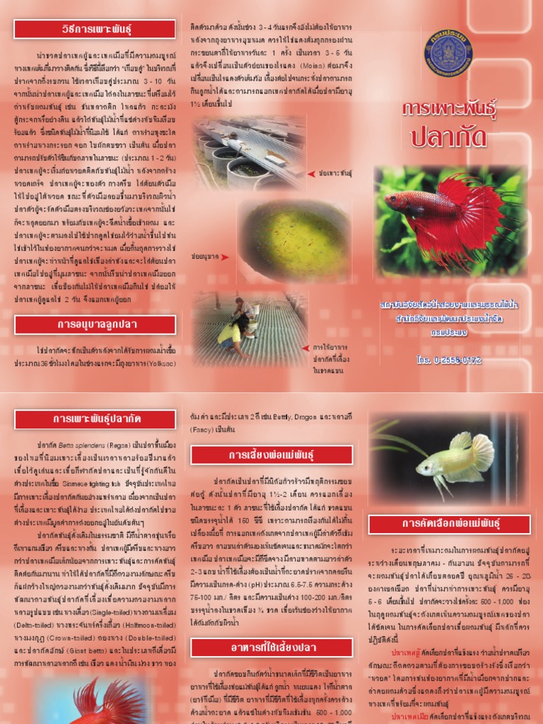 Siamese Fighting Fish | PDF