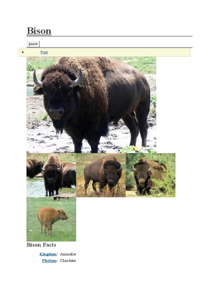 Bigon | PDF | Bison | American Bison