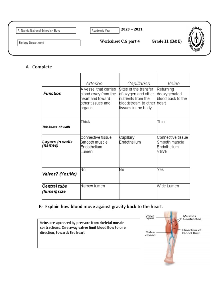 Biology Worksheet | PDF | Blood Pressure | Artery