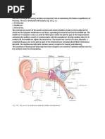 Grade 12 Life Science The Ear PDF | PDF | Ear | Hearing