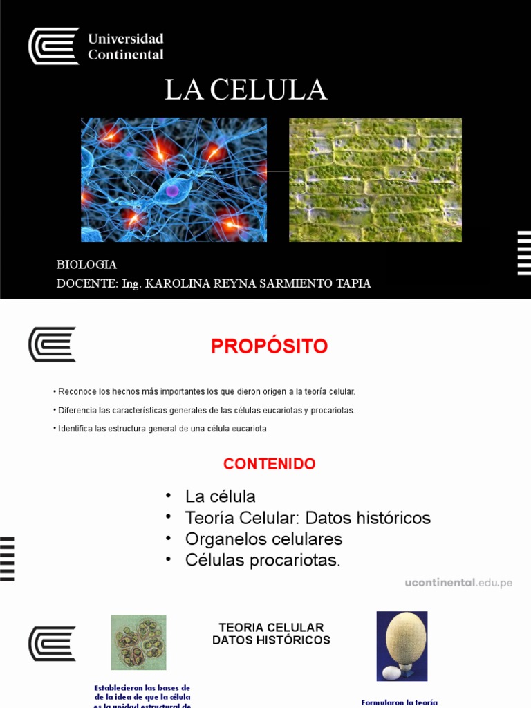 5 La Celula | PDF | Citoplasma | Nucleo celular