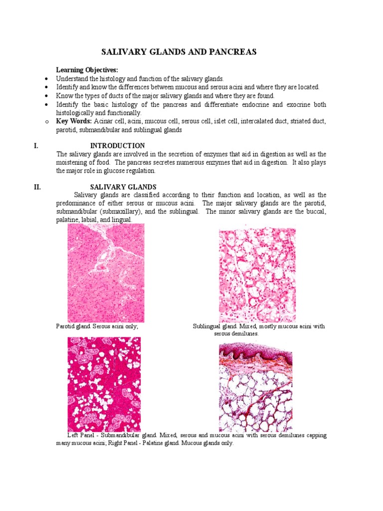 Pancreas+salivary Glands | PDF | Epithelium | Pancreas