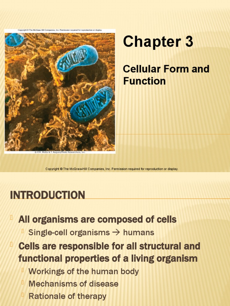 Cellular Form and Function | PDF | Endoplasmic Reticulum | Cell Membrane