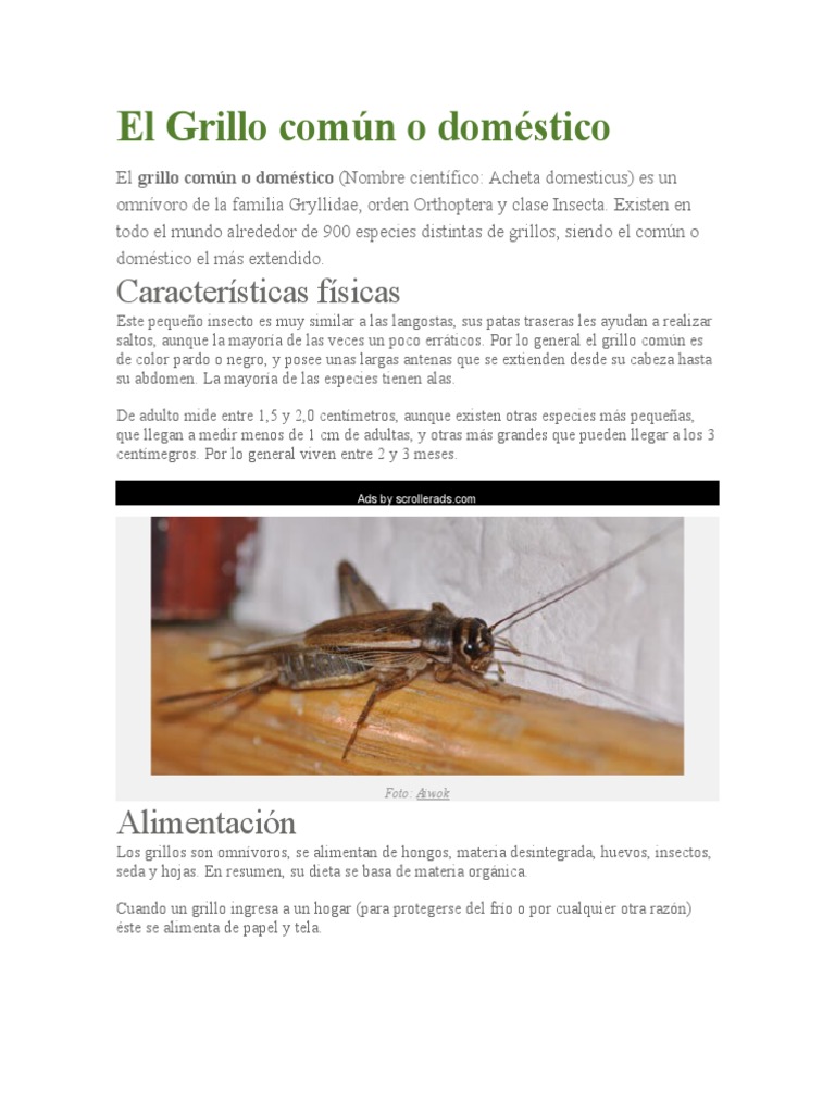 El Grillo Común o Doméstico Sintesis | PDF | Insectos | Naturaleza