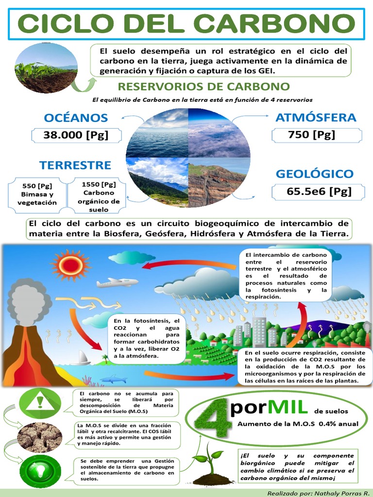 Hoja De Trabajo Sobre El Ciclo Del Carbono Para Niños El Ciclo Del