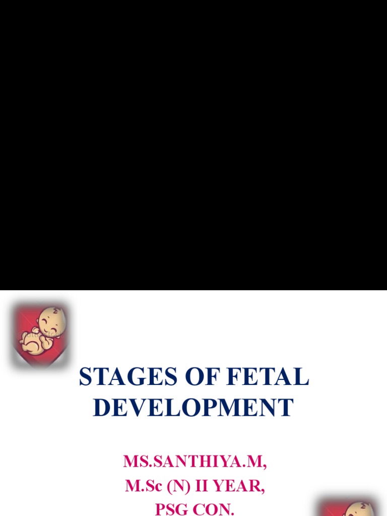 Stages of Fetal Development Final | PDF | Prenatal Development | Fetus