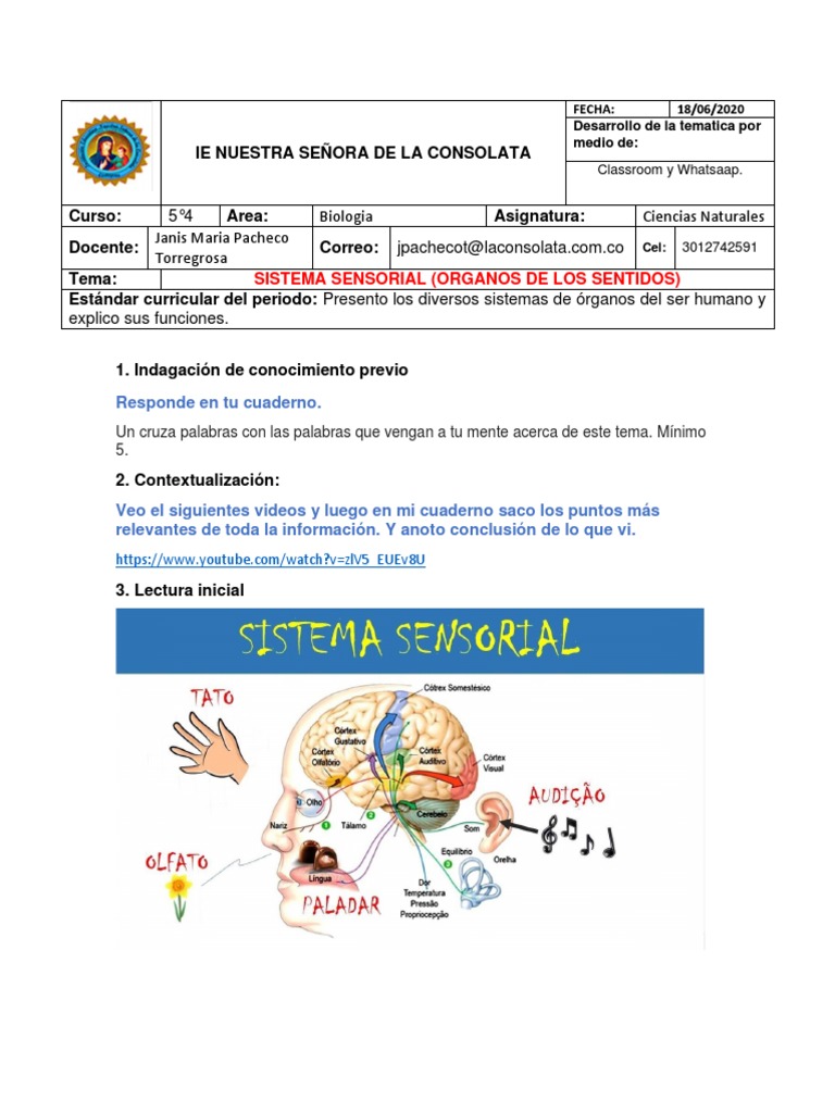Guia 2 Biologia 5°4 Sistema Sensorial Organos de Los Sentidos | PDF | Estímulo (fisiología ...