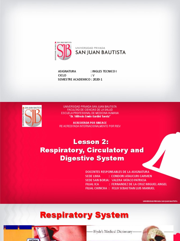 Respiratory-Circulatory-Digestive System | PDF | Circulatory System ...