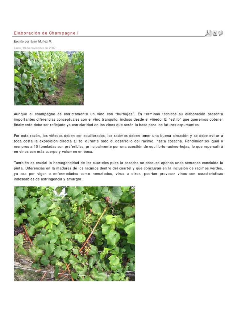 Proceso de Elaboración del Champagne | PDF | champán | Vino