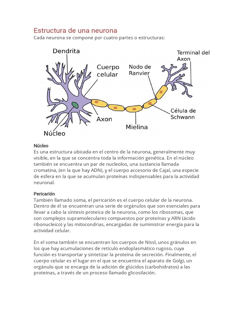 Estructura de Una Neurona | PDF | Neurona | Sinapsis