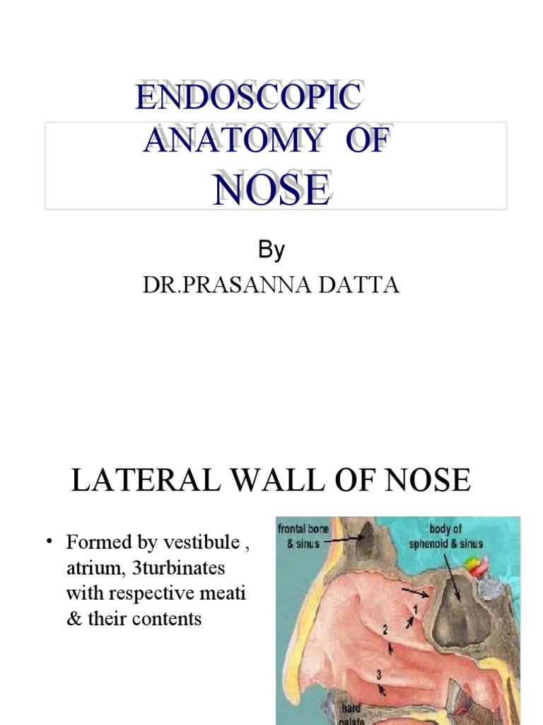 Endoscopic Anatomy of the Nose | PDF | Human Nose | Musculoskeletal System