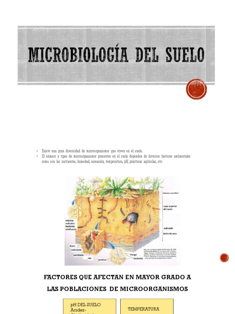 Microbiología Del Suelo | PDF | Microorganismo | Suelo