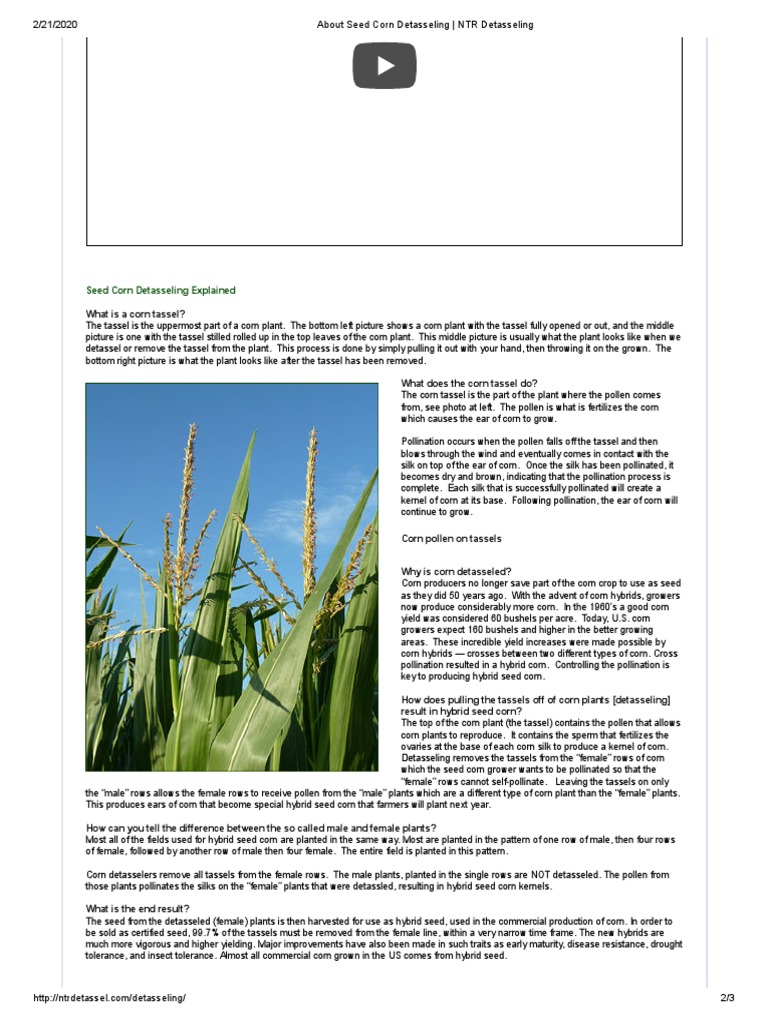 About Seed Corn Detasseling - NTR Detasseling PDF | PDF | Maize ...