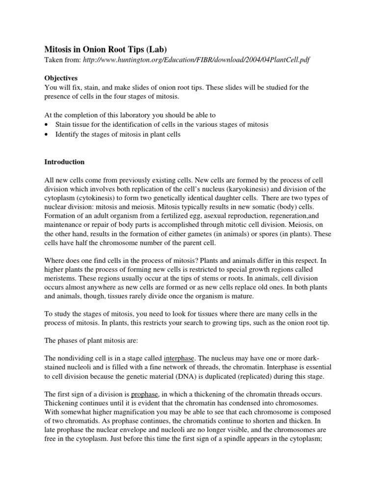 Mitosis in Onion Root Tips (Lab) : Objectives | PDF | Mitosis ...