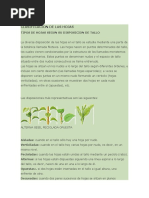 Tipos de hojas de acuerdo a la forma de su limbo | PDF | Hoja | Botánica