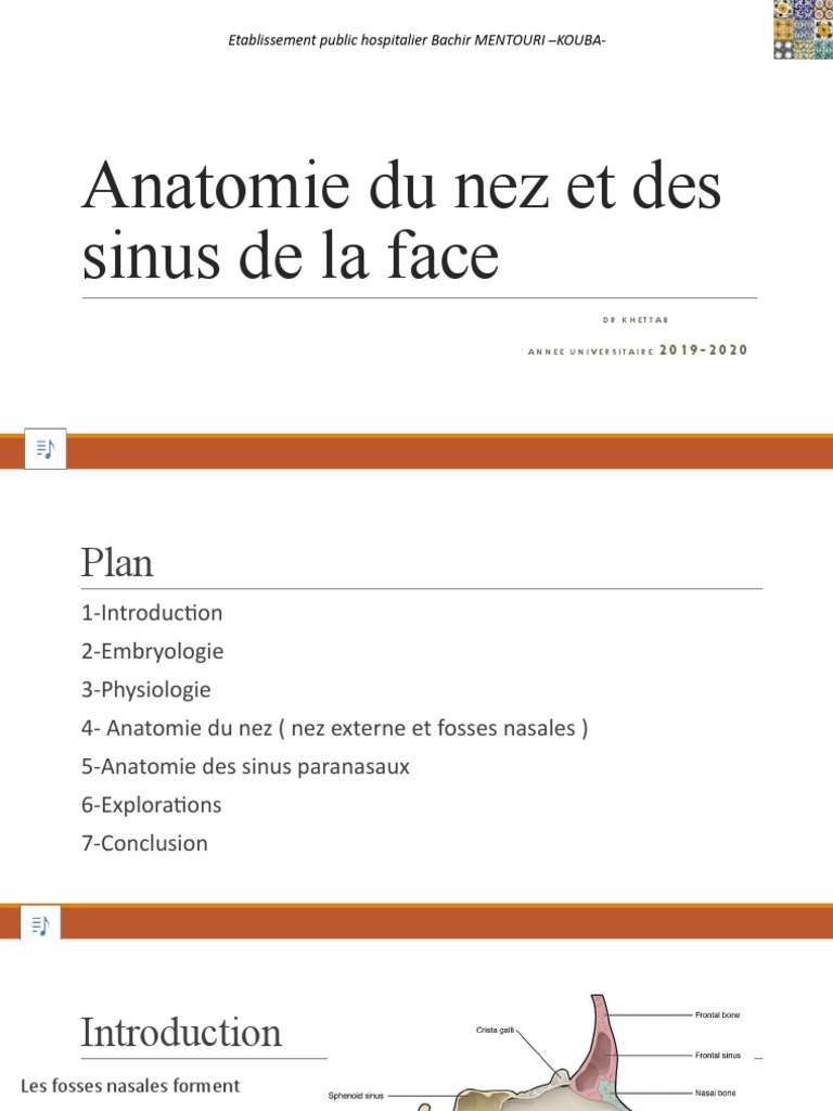 Anatomie Du Nez Et Des Sinus de La Face (DR KHETTAB) | PDF | Tête et ...