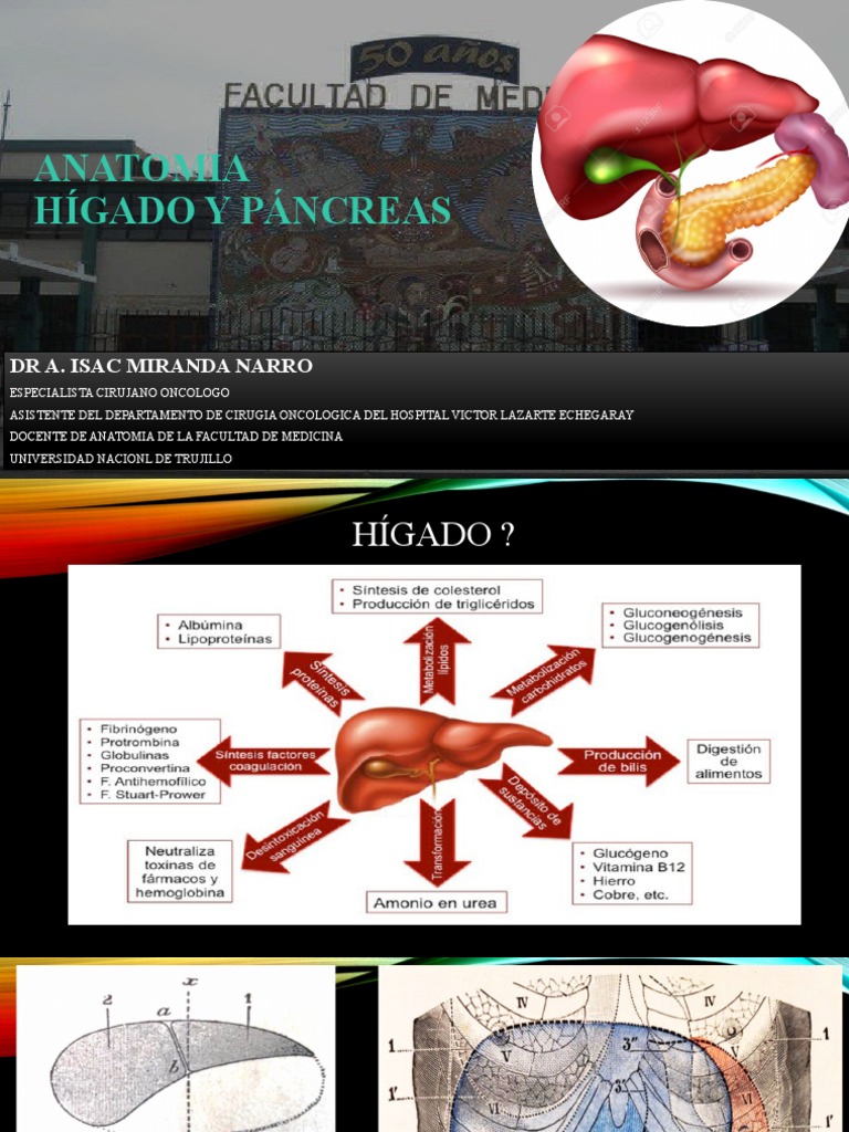 Anatomia de Higado y Pancreas | PDF | Hígado | Sistema exocrino