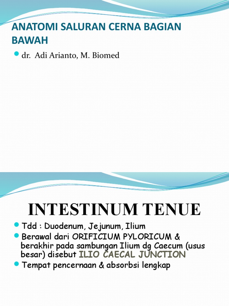 Anatomi Saluran Cerna Bagian Bawah | PDF