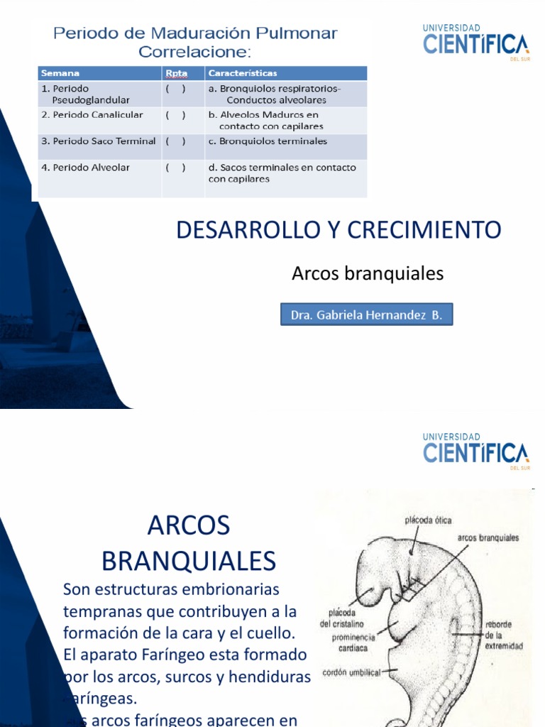 Semana 6 Arcos Branquiales, GHB 2020. | PDF | Lengua | Pulmón