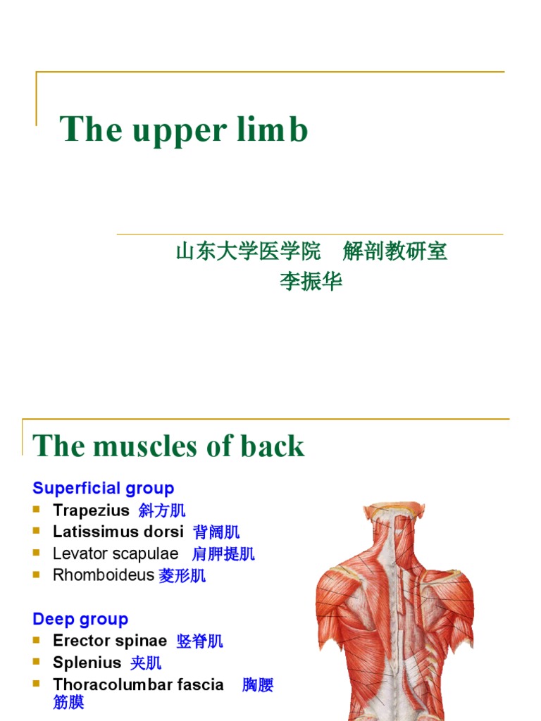 The Upper Limb | PDF | Thumb | Arm