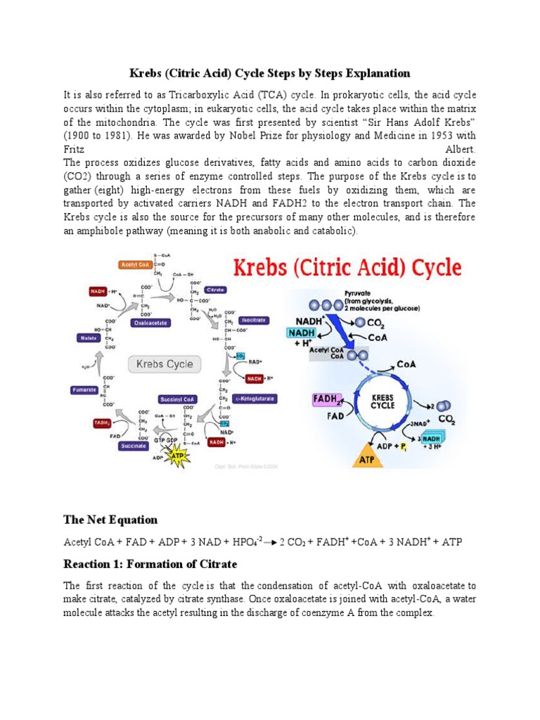 Karbs Cycle | PDF | Citric Acid Cycle | Diet & Nutrition