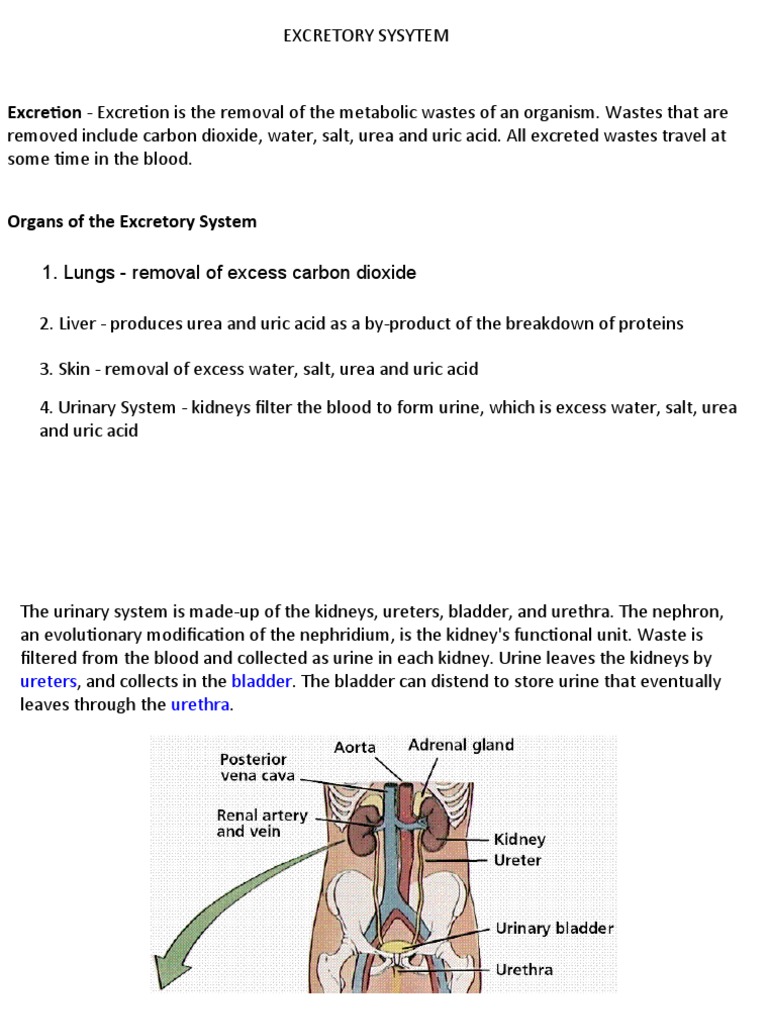 Excretion - Excretion Is The Removal of The Metabolic Wastes of An ...