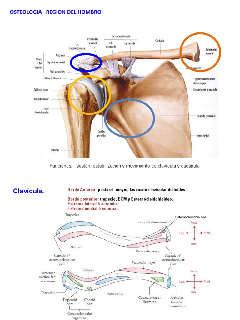 Clase 2 Region Del Hombro | PDF | Extremidades (anatomía) | Hombro