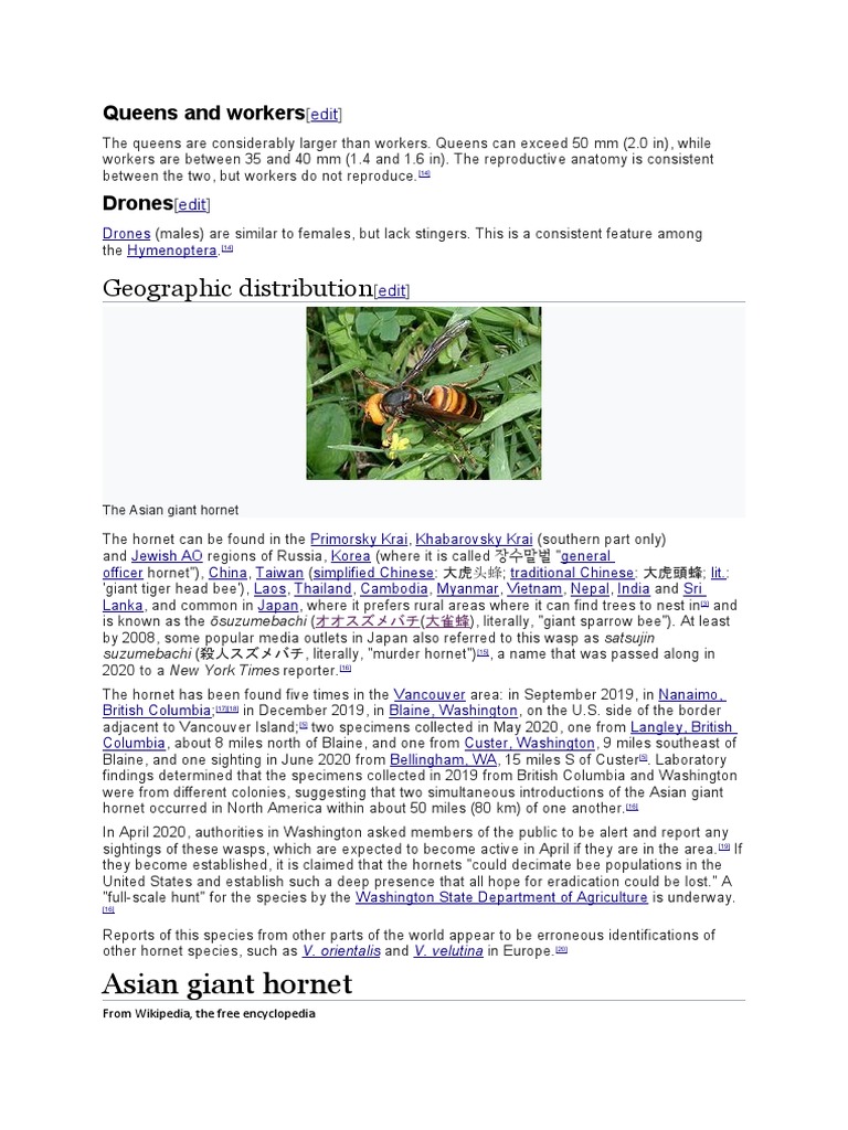 Geographic Distribution: Asian Giant Hornet | PDF | Wasp | Hymenoptera