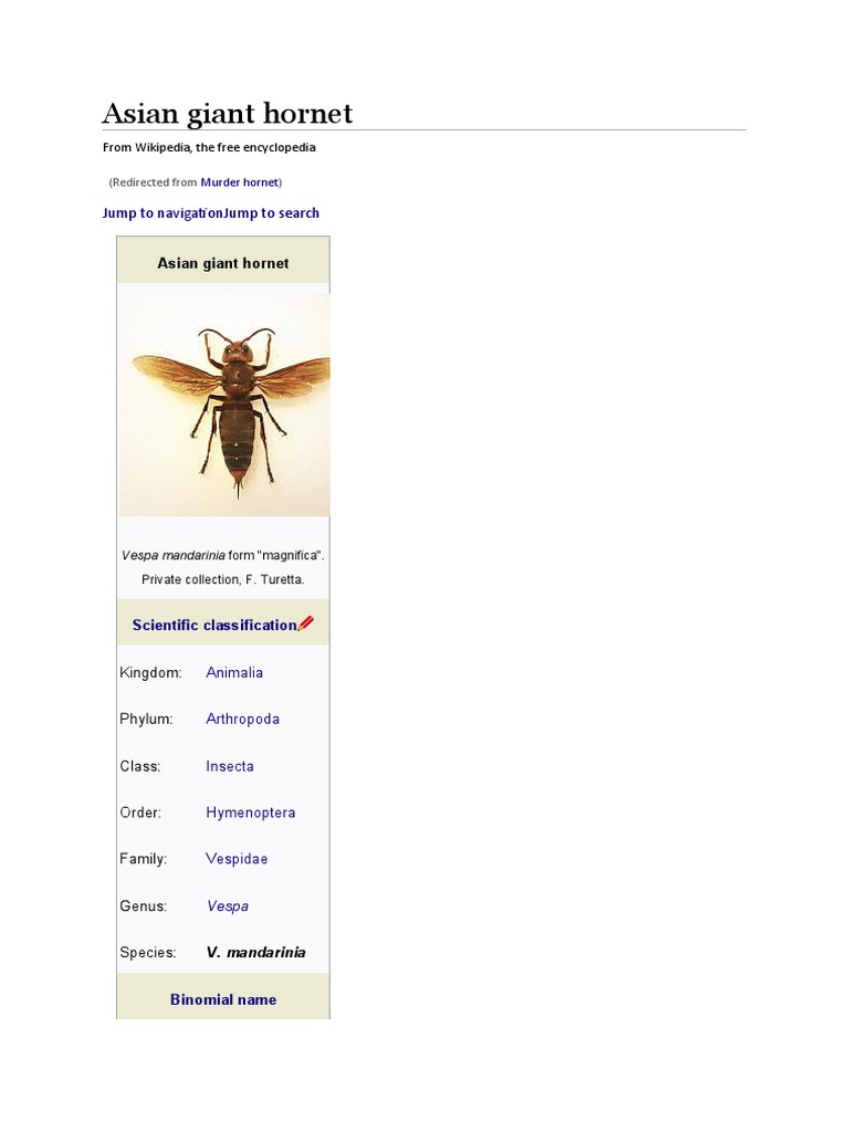 Asian Giant Hornet: Jump To Navigationjump To Search | Download Free ...