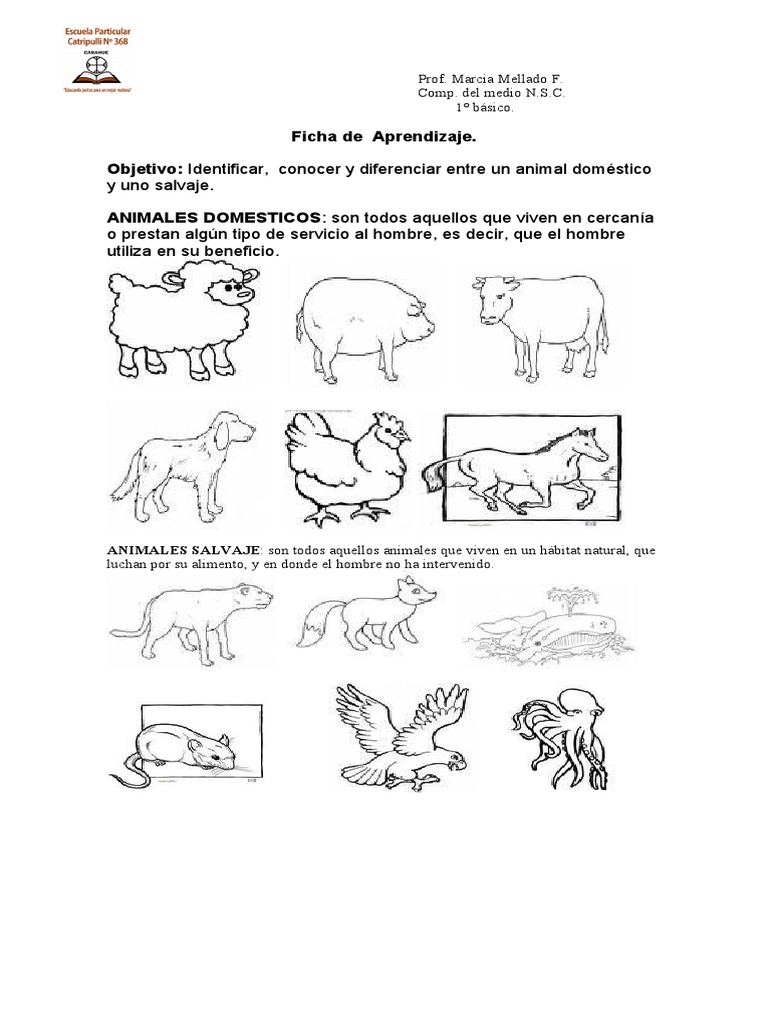 Ficha de Aprendizaje 1° Animales Domésticos y Salvajes | PDF