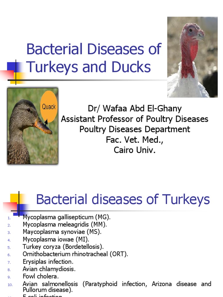 Bacterial Diseases of Turkeys and Ducks PDF | PDF | Transmission ...
