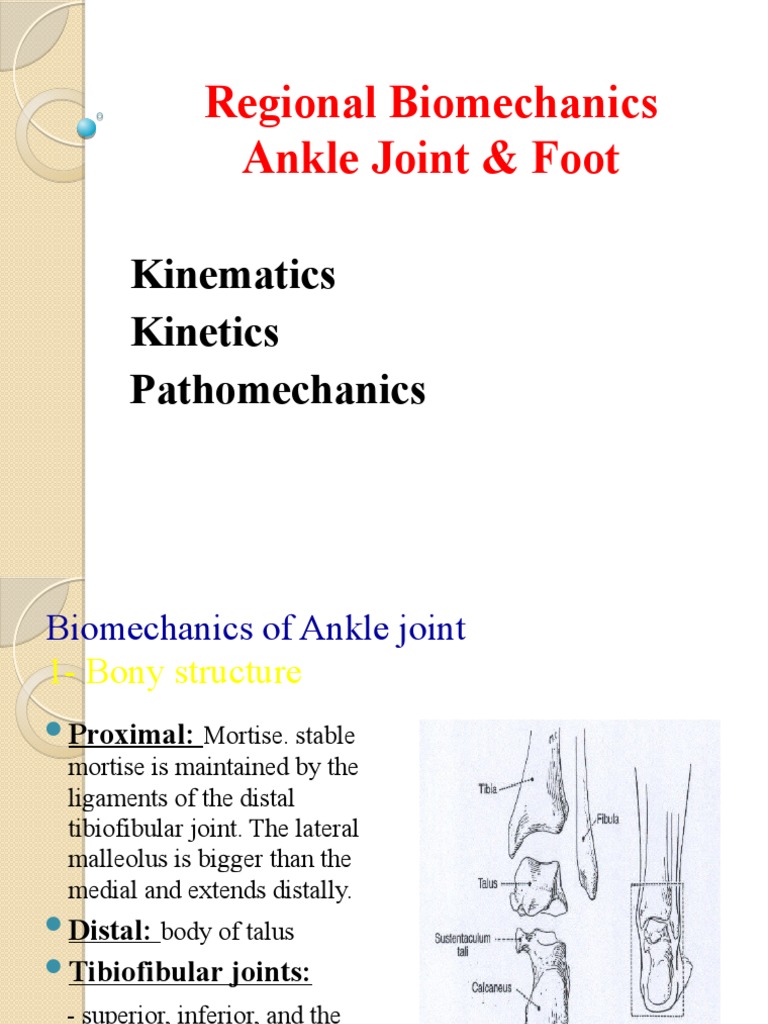 Biomechanics Of Ankle And Foot Pdf Foot Ankle