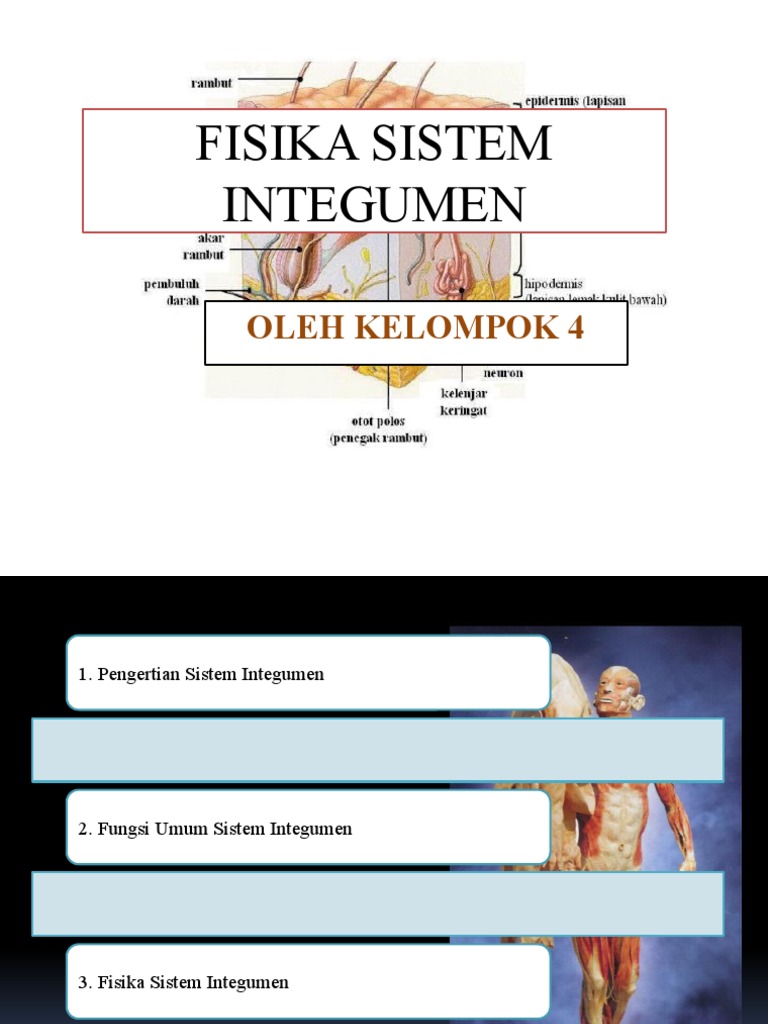 Kelompok 4 Integumen | PDF