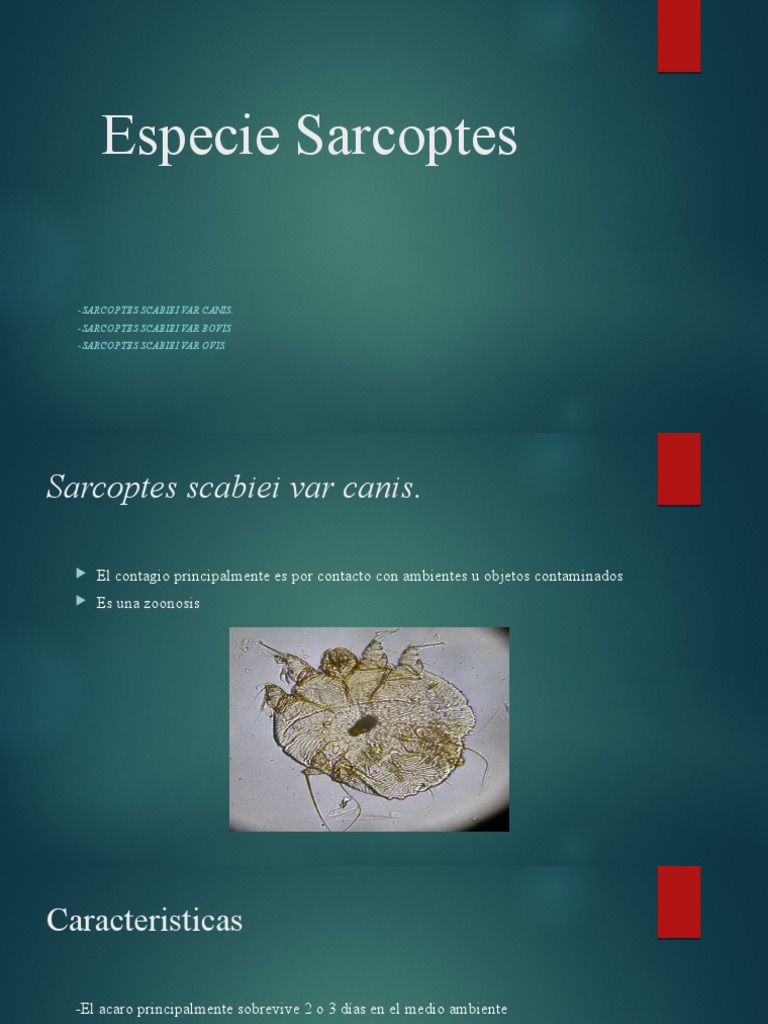 Especie Sarcoptes | PDF | Aves | Enfermedades y trastornos