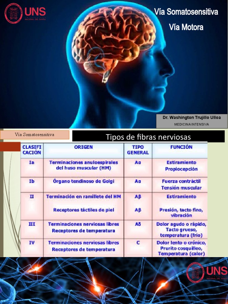 Fisio Ponencia Sem8. Vía Somatosensitiva y Motor | PDF | Sistema ...