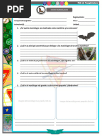 Stelaluna (Cuento Infantil) | PDF | Murciélago | Aves