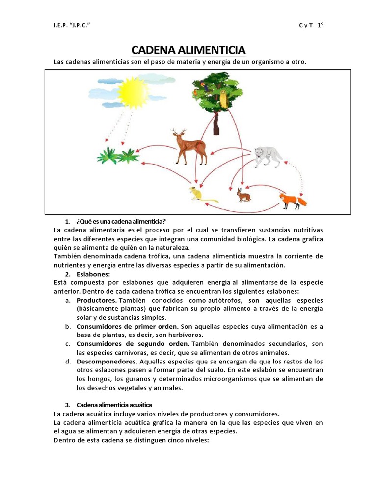 Cadena Alimenticia | PDF | Organismos | Ecología