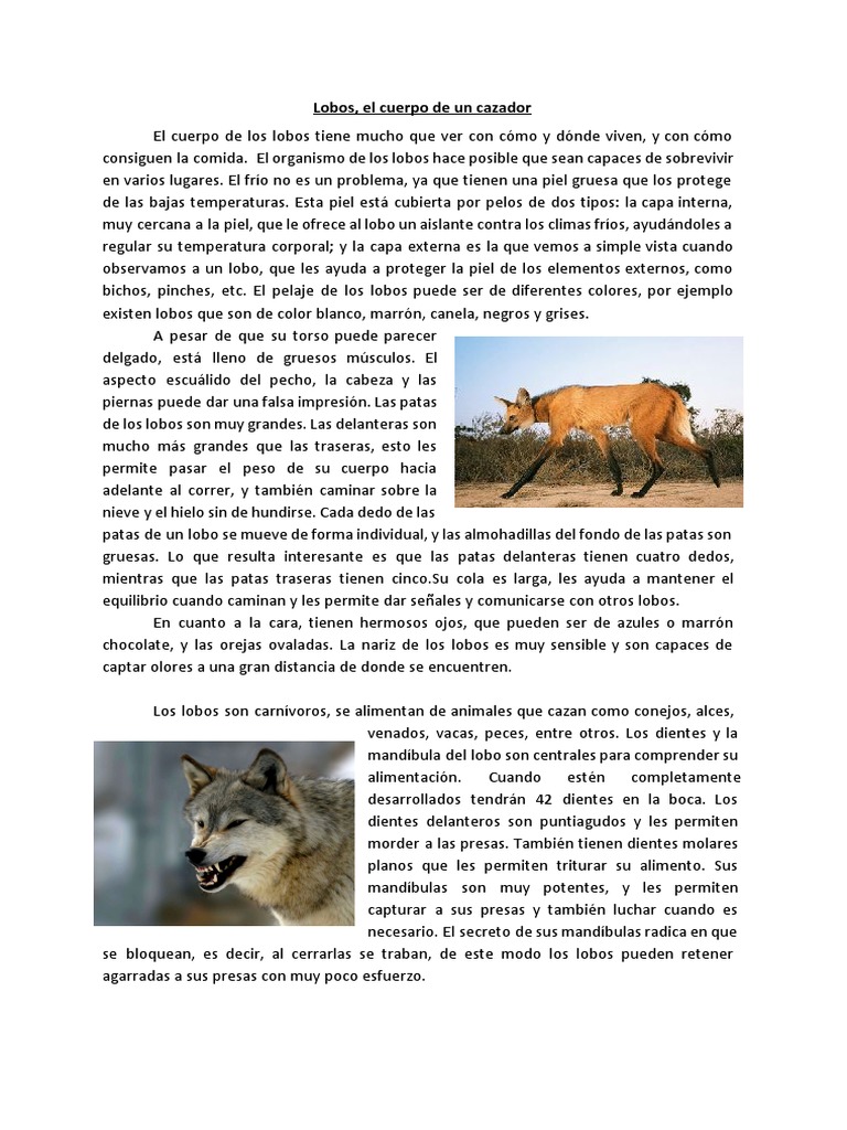 Información sobre los lobos para niños | PDF | Caza | Piel