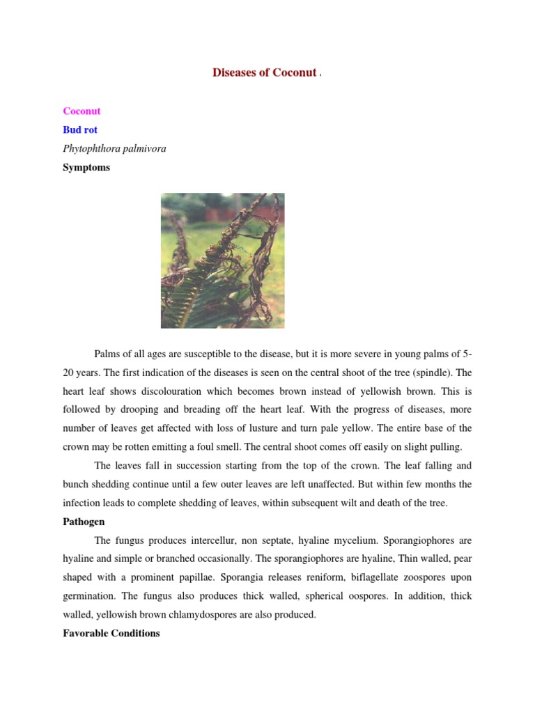 Diseases of Coconut | PDF | Trees | Plants