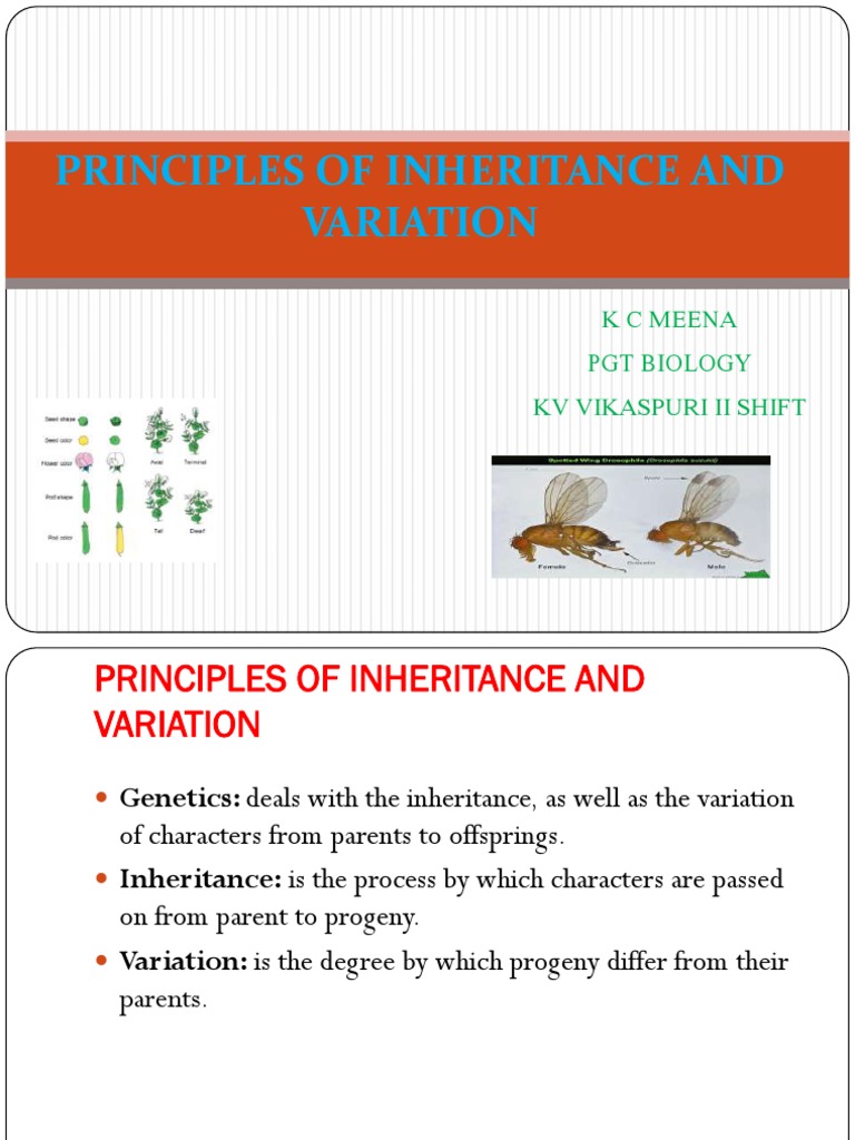 Principles of Inheritance Explained | PDF | Dominance (Genetics) | Allele
