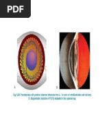 Microscopic Structure of The Retina | PDF