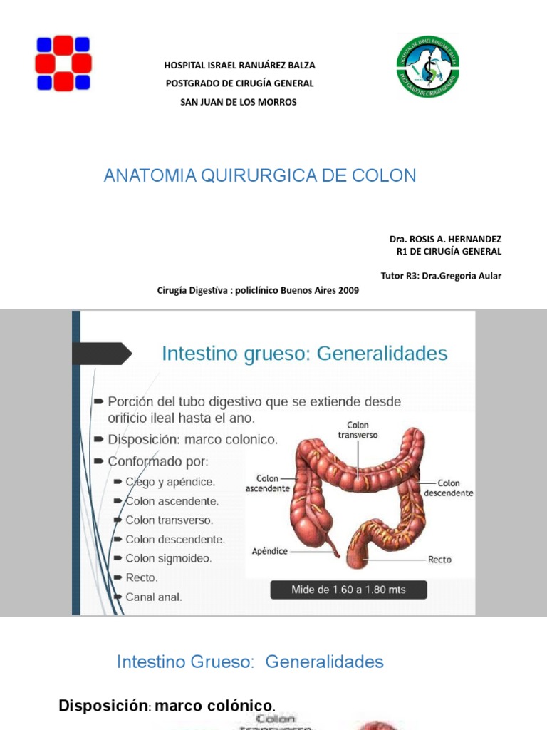 Anatomia de Colon | PDF