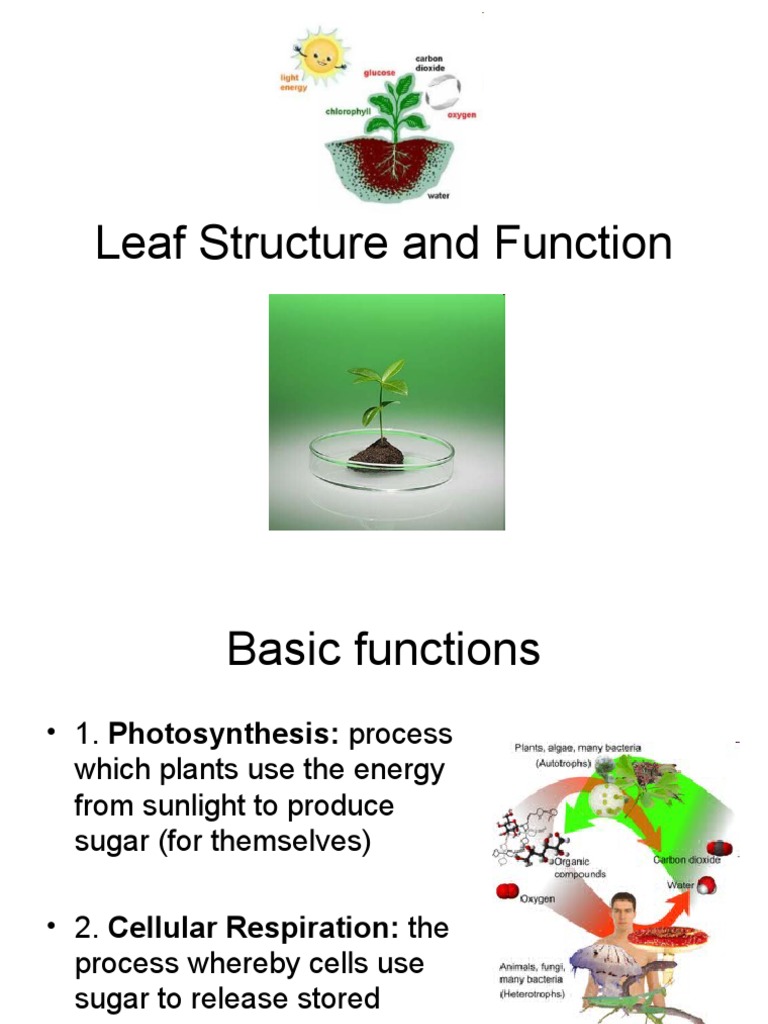 Leaf Structure & Photosynthesis | PDF | Stoma | Leaf