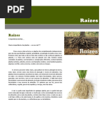 Raízes Adventícias: Exemplos e Funções | PDF | Raiz | Morfologia vegetal