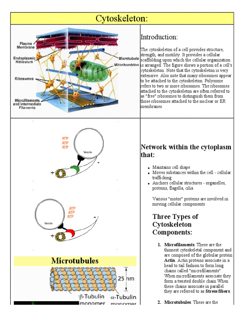 Cytoskeleton:: Network Within The Cytoplasm That | PDF | Cytoskeleton ...