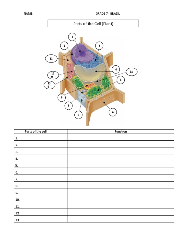Parts of The Cell (Plant) - Worksheet | PDF