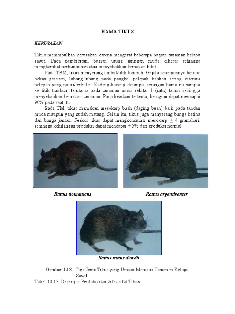 Hama Tikus | PDF